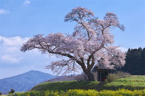 春うらら 小沢の桜 by wind of May ID 写真共有サイト PHOTOHITO