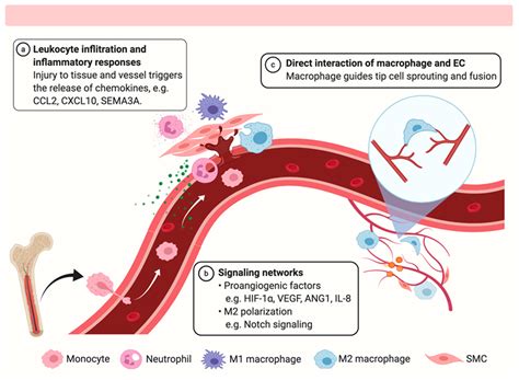 The Role Of Macrophages In Vascular Repair And Regeneration After