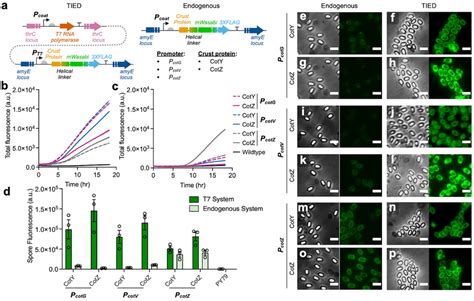 T7 Rna Polymerase Enabled High Density Protein Display On B Subtilis Download Scientific
