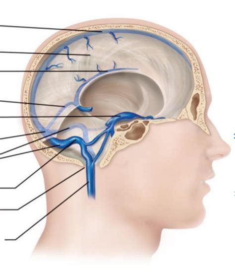 Dural Venous Sinuses Diagram Quizlet