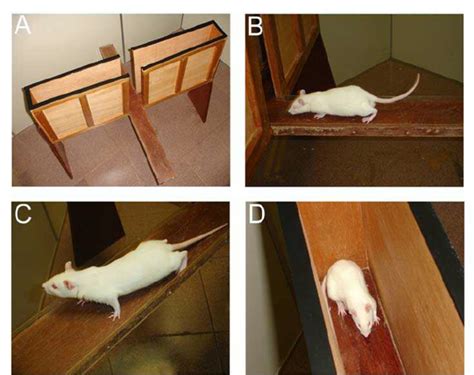 The Rat Elevated Plus Maze Is Consisted Of Two Opposite Open Arms Download Scientific Diagram