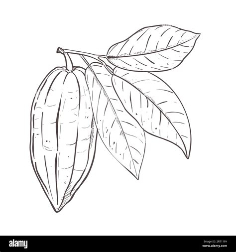Vector Illustration Of Cocoa Leaves And Closed Bean Black Outline Of Branch Graphic Drawing