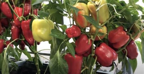 Городникам пояснили як правильно садити солодкий перець у відкритий ґрунт Читайте на Ukr Net