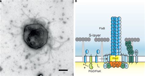 A Negative Stained Electron Microscopic Image Of Methanococcus