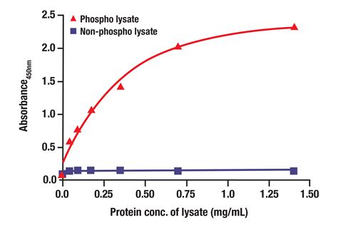 Phospho Ddr1 Pantyr Matched Antibody Pair Cell Signaling Technology