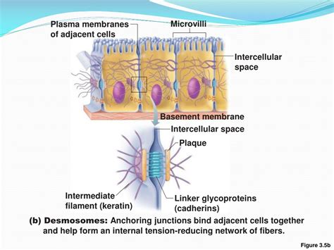 Ppt Cell Junctions Powerpoint Presentation Free Download Id821292