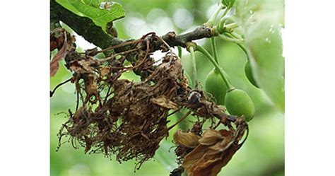 И през април се пръска срещу гниене Български Фермер