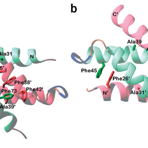 Crystal Structure Of The Aps Dimerization Domain Ribbon 46 Diagrams