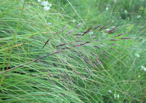 Gold Beard Grass Seeds Buy Online