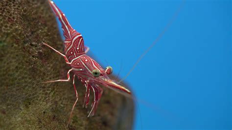Close Up Of Dancing Shrimp Walking In Underwater On Blue Background