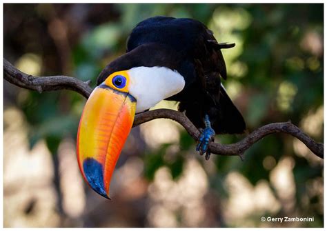 Beautiful Tropical Birds That You Need To Know
