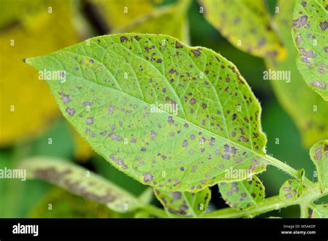 Phytophthora Leaf Blight Of Gabi