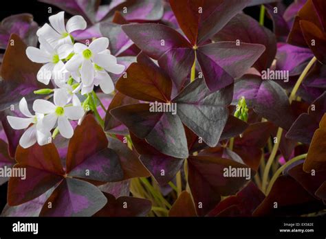 Bronzed Leafed Oxalis Garden Flowers Oxalis Triangularis In Bloom