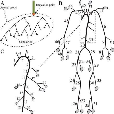 Schematics Of A Single Artery And An Arterial Tree Model A A Single