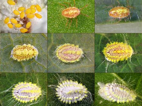 Brown Scale Insects Scale Insects Xvhq