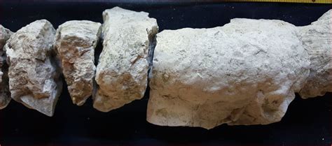 Dallas Creek Rudists Fossil Fossil Id The Fossil Forum