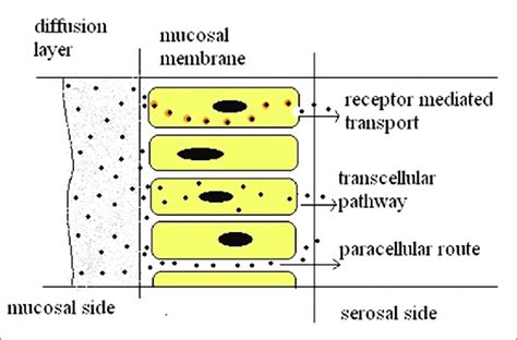 Schematic Representation Of Vaginal Membrane As Transport Barrier Download Scientific Diagram