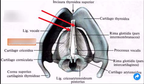 Lower Conus Elasticus