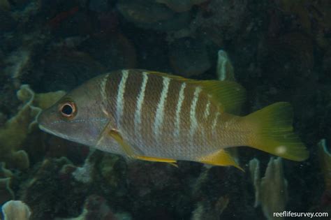 Juvenile Schoolmaster Snapper