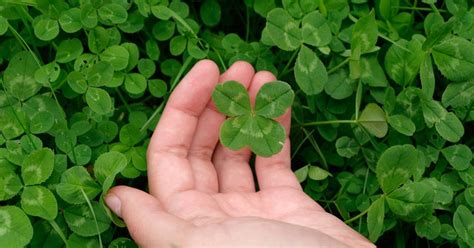 Clover Weeds Taking Over Your Lawn