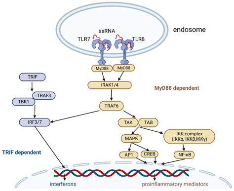 Vaccines Free Full Text The Role Of Trl7 8 Agonists In Cancer Therapy With Special Emphasis