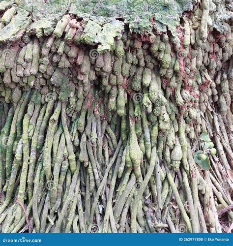 Palm Tree Roots Visible From The Outside Stock Photo Image Of Woodland Deciduous
