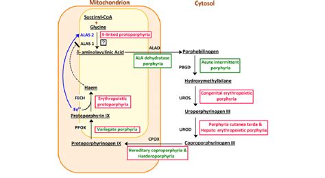 Porphyria Pathway