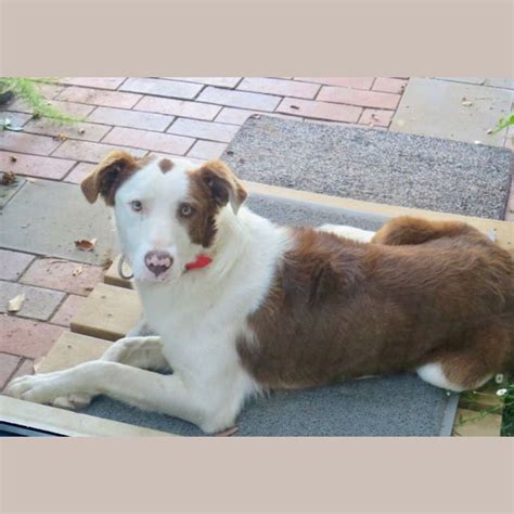 Archie Medium Male Border Collie X Huntaway X Kelpie Mix Dog In Vic