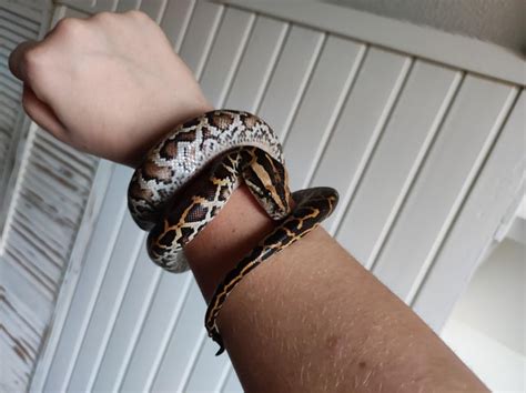 Doo Doo Doody Doo Rsneks