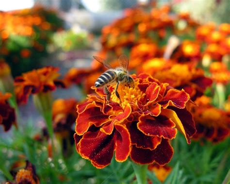 Бархатцы обои, скачать картинки на рабочий стол Бархатные цветы, пчела ...