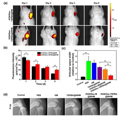 Acs Ami Ros响应性软骨靶向水凝胶微球治疗骨关节炎 X Mol资讯