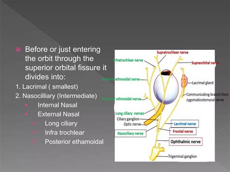 Trigeminal Nerve Ppt Pptx