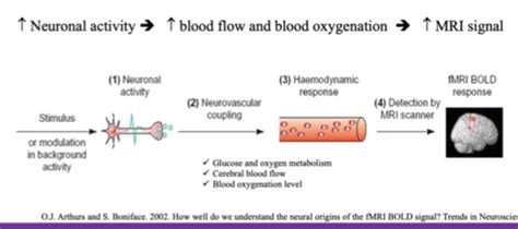 1 Cortical Structures Flashcards Quizlet