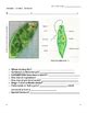 Protist Guided Notes By Bringing Science To Life TpT