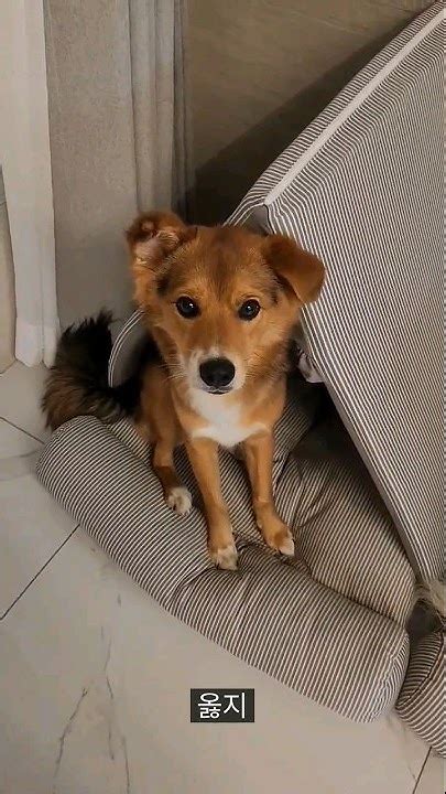 집들어간 강아지 Youtube