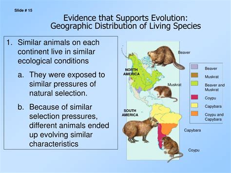 Ppt Chapter 15 Evolution Powerpoint Presentation Free Download Id