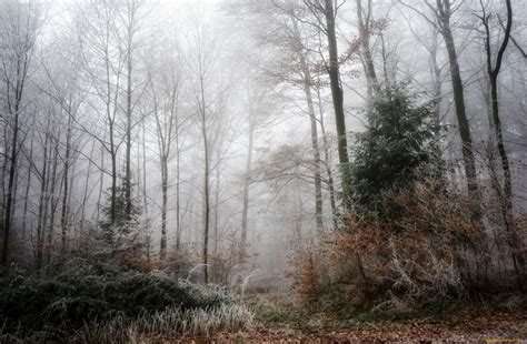 Обои Природа Лес обои для рабочего стола фотографии природа лес простор Обои для рабочего