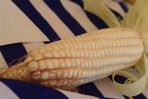 Successful Maize Production Requires Right Practice Of Planting