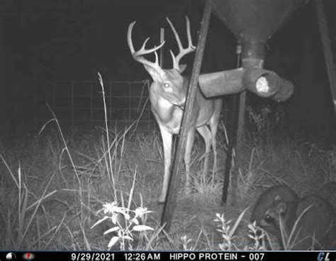 Trail Camera Fsod Egos Object Detection Dataset By Roboflow 20 Vl Fsod