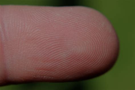 Fingerfingerprintmacrofingerprintfree Pictures Free Image From