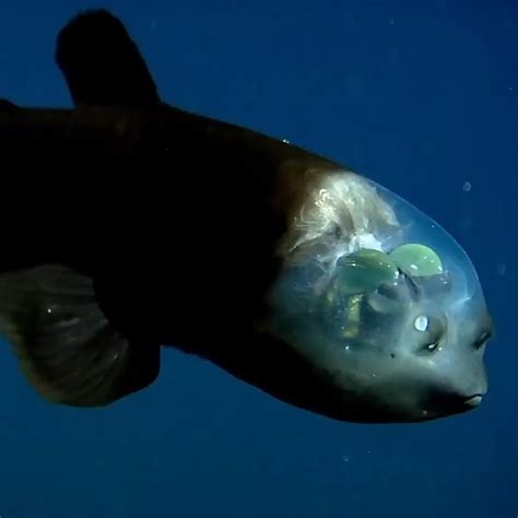 Even In A Deep Sea World Full Of Adaptations For Seeing In Near Total