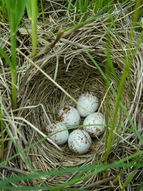 Sparrow Nest On Ground Sparrow Nest On Ground