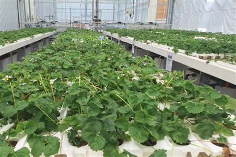 Strawberry Cultivation With Renewable Substrates And Organic