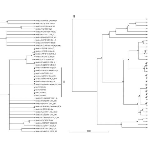minimum evolution me phylogenetic trees for major capsid protein gene