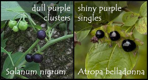Black Nightshade Berries Health Benefits At Robert Lindsay Blog