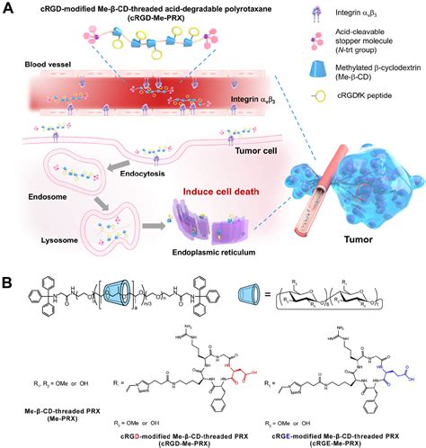 Figure 1 From Enhanced Tumor Targeting And Antitumor Activity Of