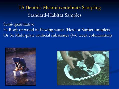 Ppt Aquatic Macroinvertebrates Powerpoint Presentation Free Download Id 1197546