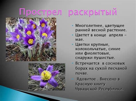 Растения из Красной книги Чувашской Республики презентация онлайн