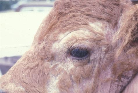Penyakit Kudis Pada Sapi Kudis