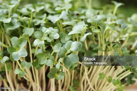 마이크로 그린 브로콜리의 클로즈업 실내에서 주택 원예 및 성장하는 녹지의 개념 브로콜리에 대한 스톡 사진 및 기타 이미지 브로콜리 새싹채소 0명 Istock